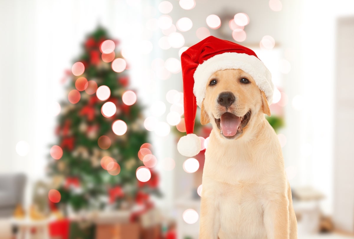 Operation Santa Paws Month
